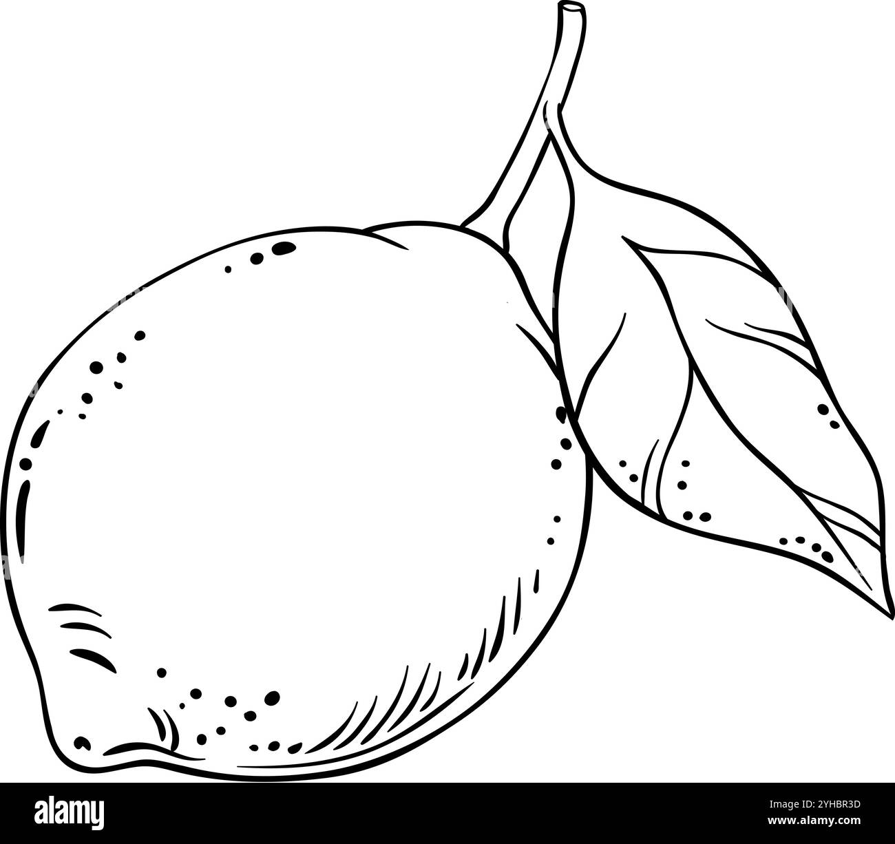 Lemon Fruit Colored Outline Illustration Stock Vector Image & Art - Alamy