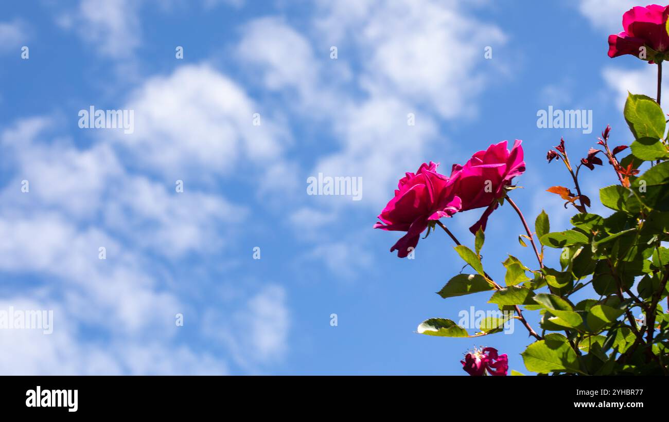 A bush of beautiful red roses in the garden. Bright red roses bloom in ...