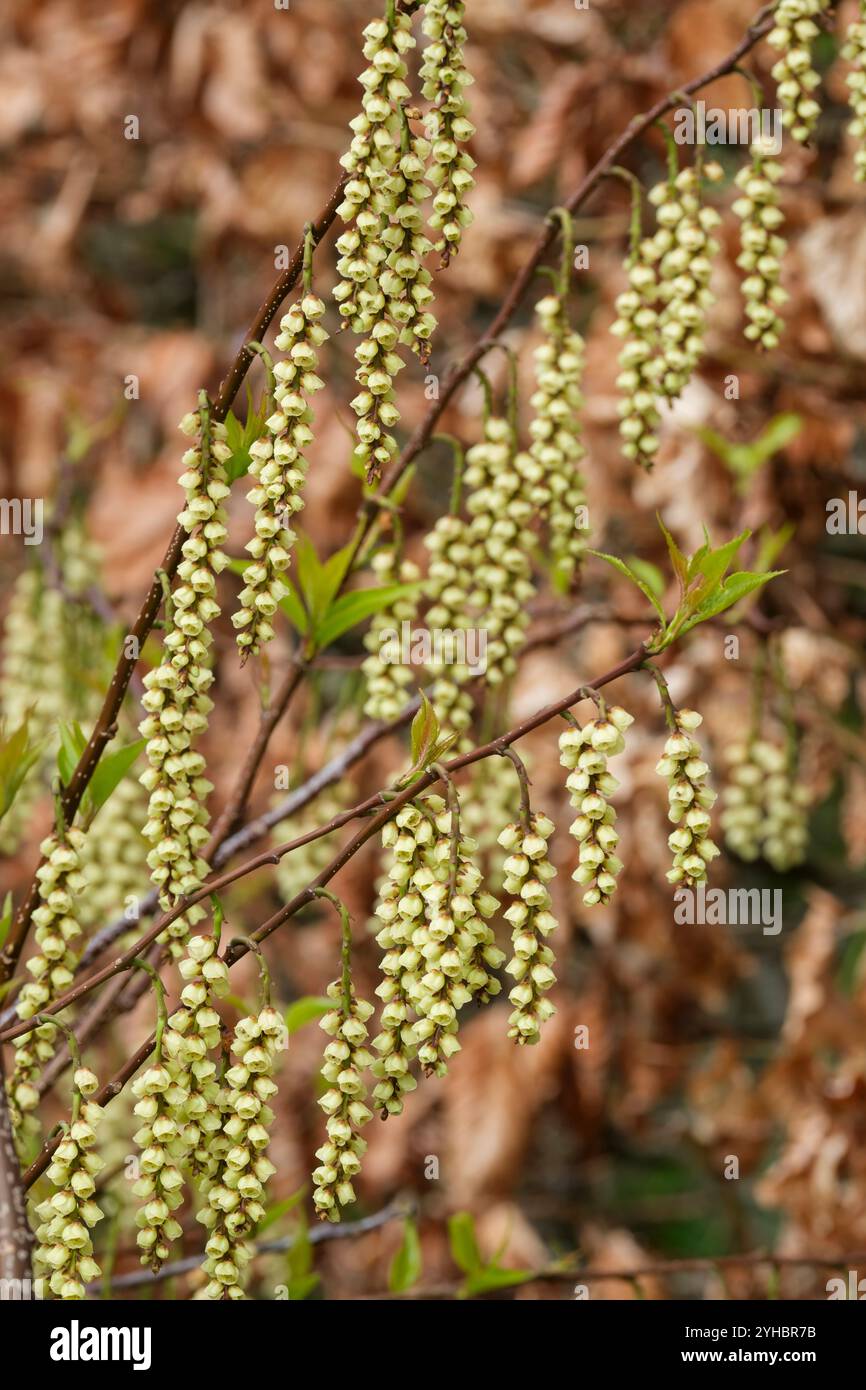 Stachyurus praecox, early stachyurus, Stachyurus japonicus, drooping ...