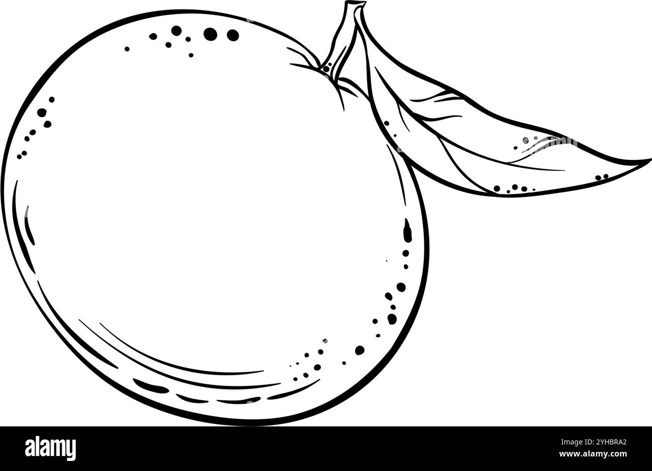 Tangerine Fruit Isolated Outline Illustration Stock Vector Image & Art ...