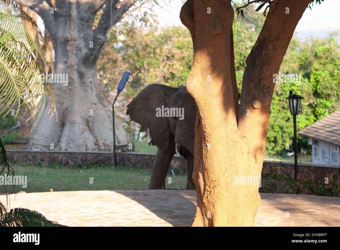 elephants picking mangoes at a lodge in Kariba Zimbabwe Stock Photo - Alamy
