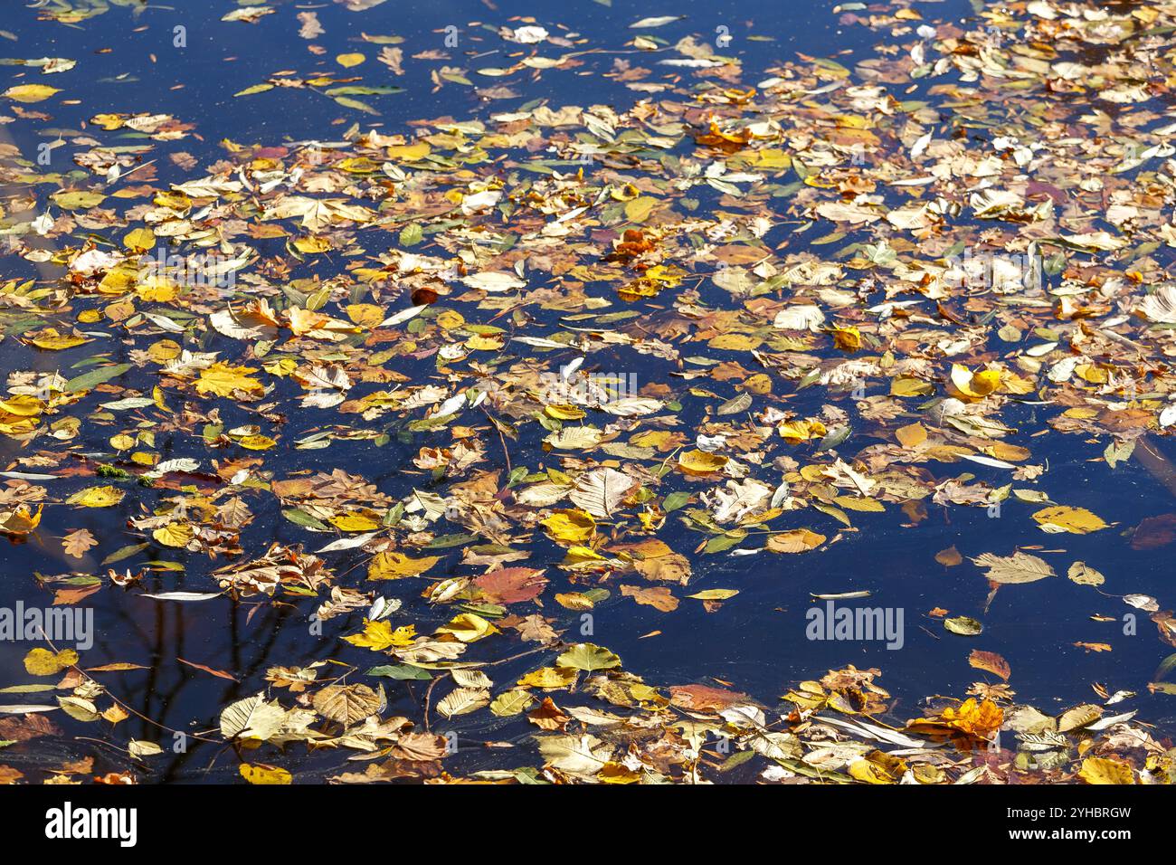 Many yellow leaves float on the surface of the water, creating a calm autumn picture in a ...