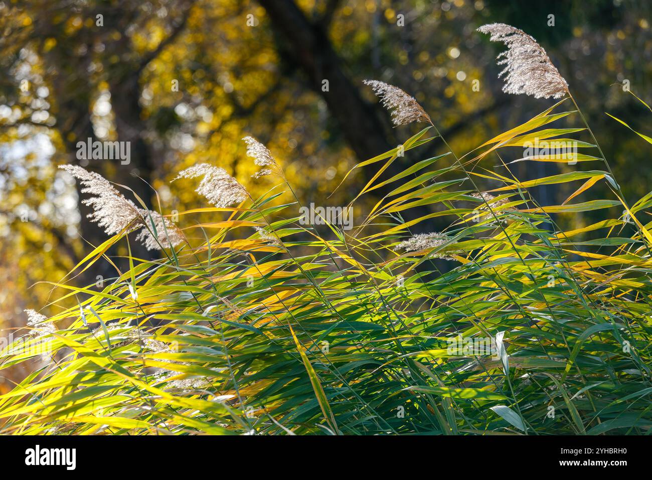 Grass showing texture hi-res stock photography and images - Alamy