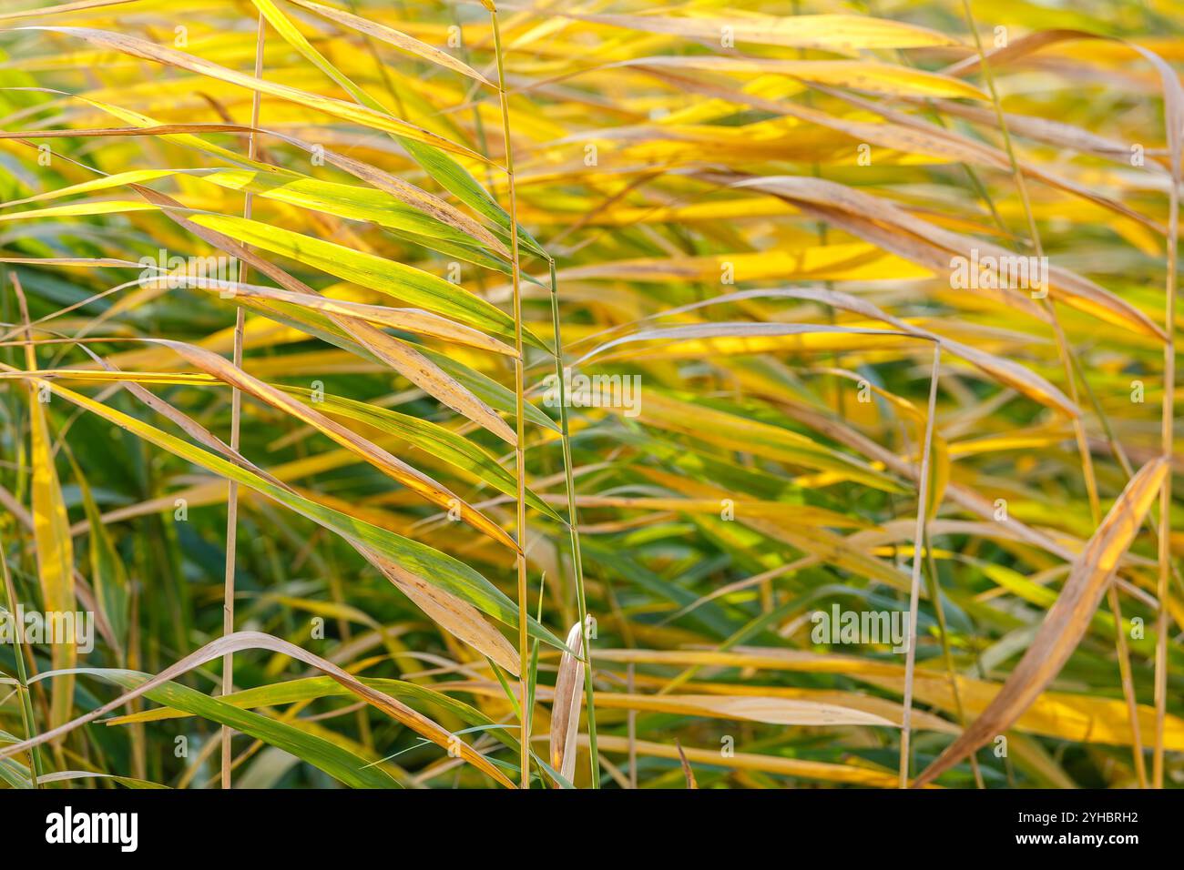 Zoom-in image of green and yellow reed leaves with visible textures and ...