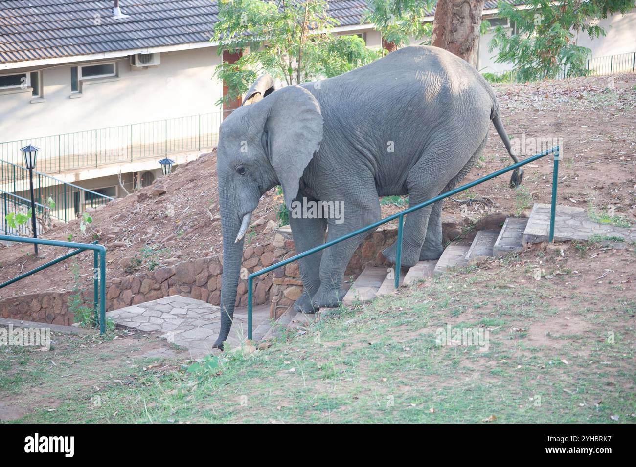 elephants picking mangoes at a lodge in Kariba Zimbabwe Stock Photo - Alamy