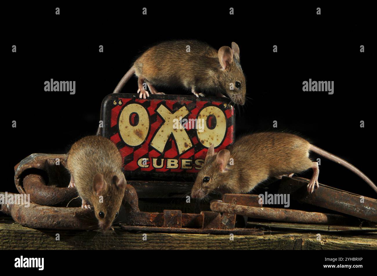 Adult house mice Dorset, UK Stock Photo - Alamy