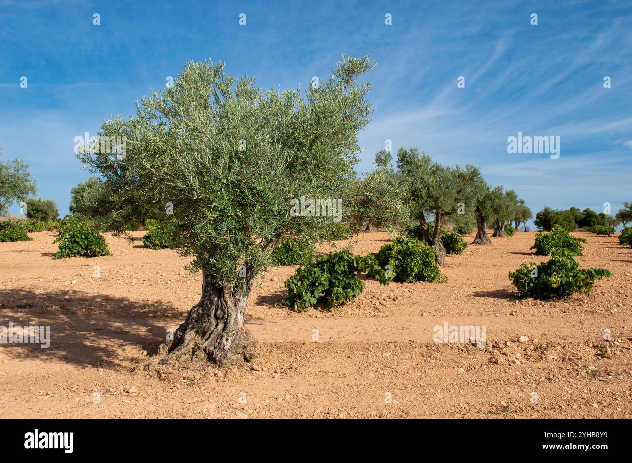 Spanish olive grove and vineyard. Mediterranean agriculture Stock Photo ...