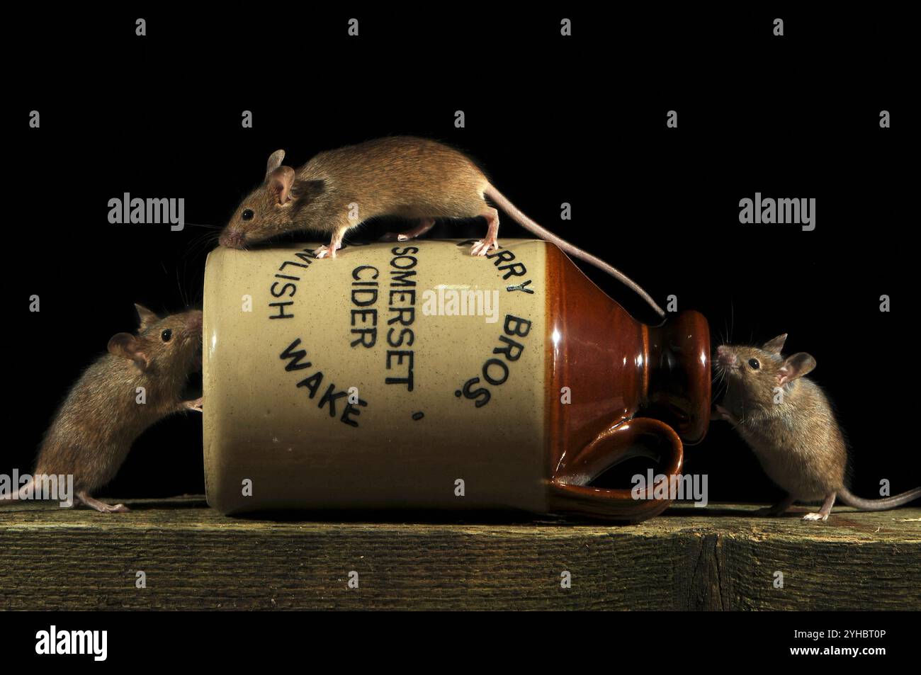 Adult house mice Dorset, UK Stock Photo - Alamy