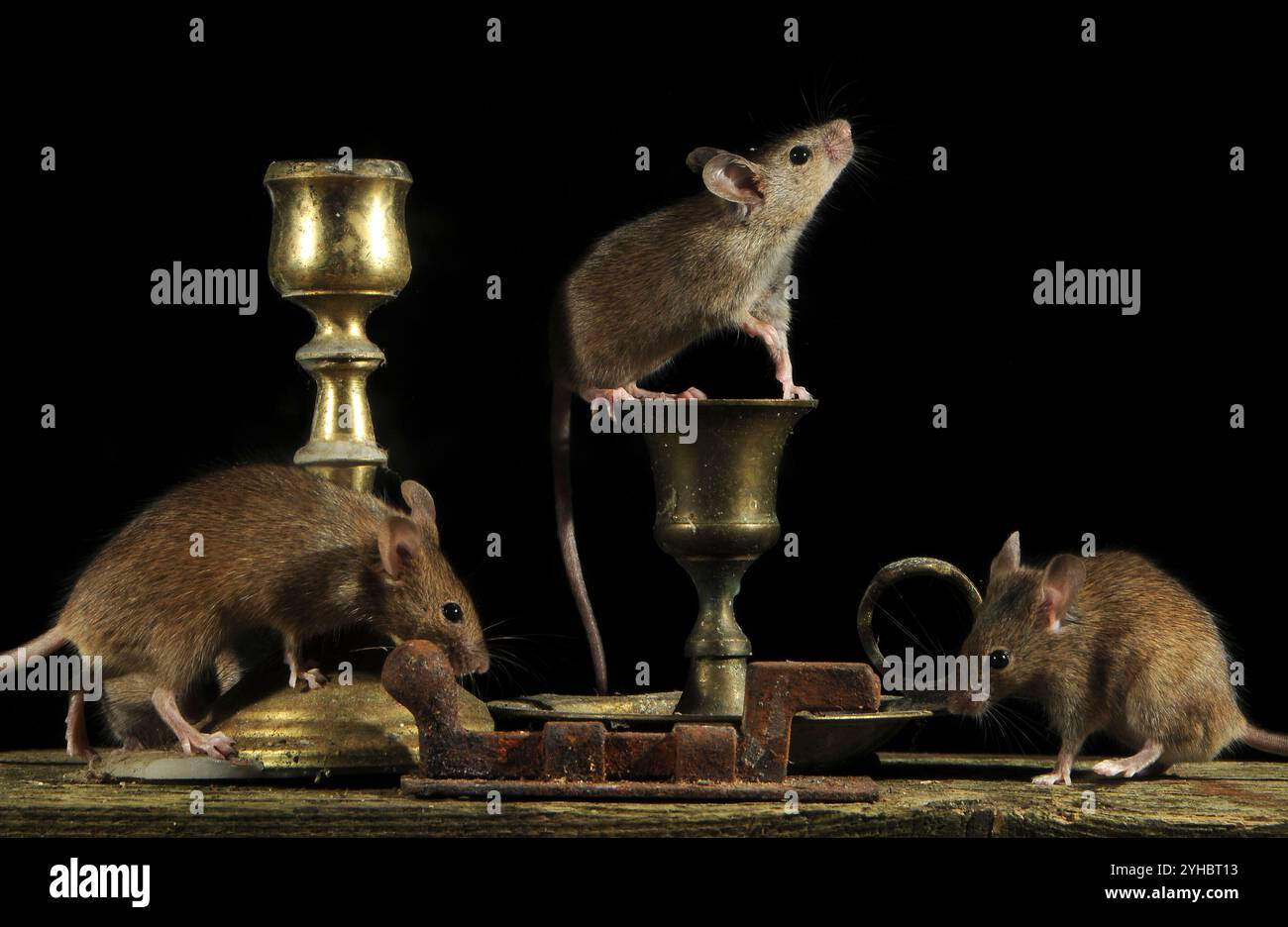 Adult house mice Dorset, UK Stock Photo - Alamy