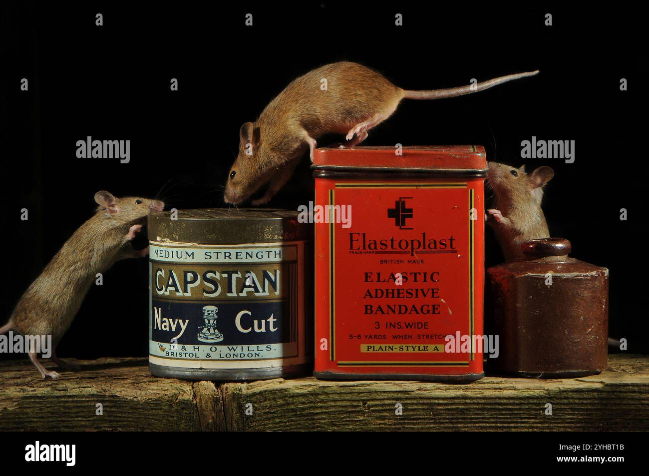 Adult house mice Dorset, UK Stock Photo - Alamy