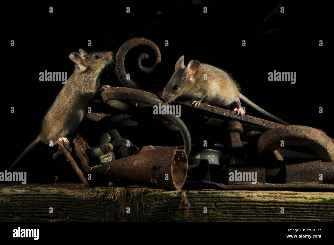 Adult house mice Dorset, UK Stock Photo - Alamy
