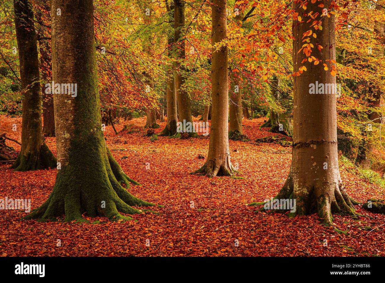 Autumn mature beech woodland in the grounds of Ashburnham place on the ...