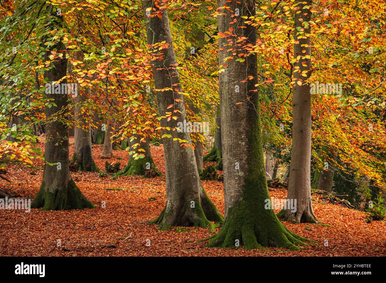 Autumn mature beech woodland in the grounds of Ashburnham place on the ...