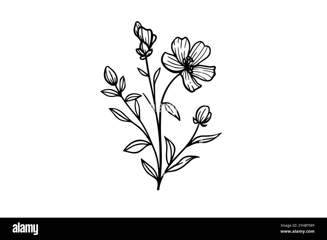 Hand drawn ink sketch of meadow wild flower. Engraved style vector ...