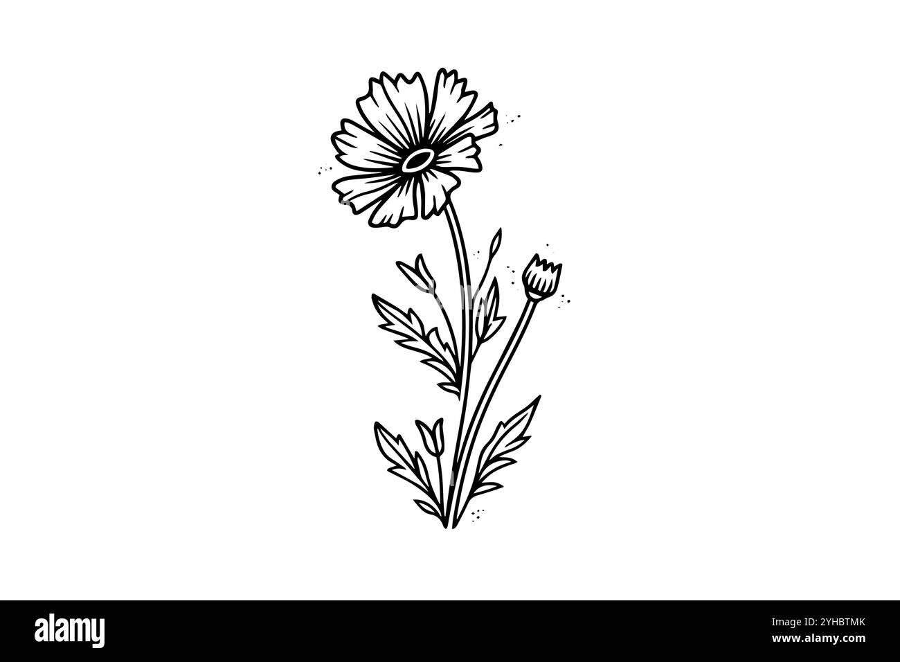 Hand drawn ink sketch of meadow wild flower. Engraved style vector ...