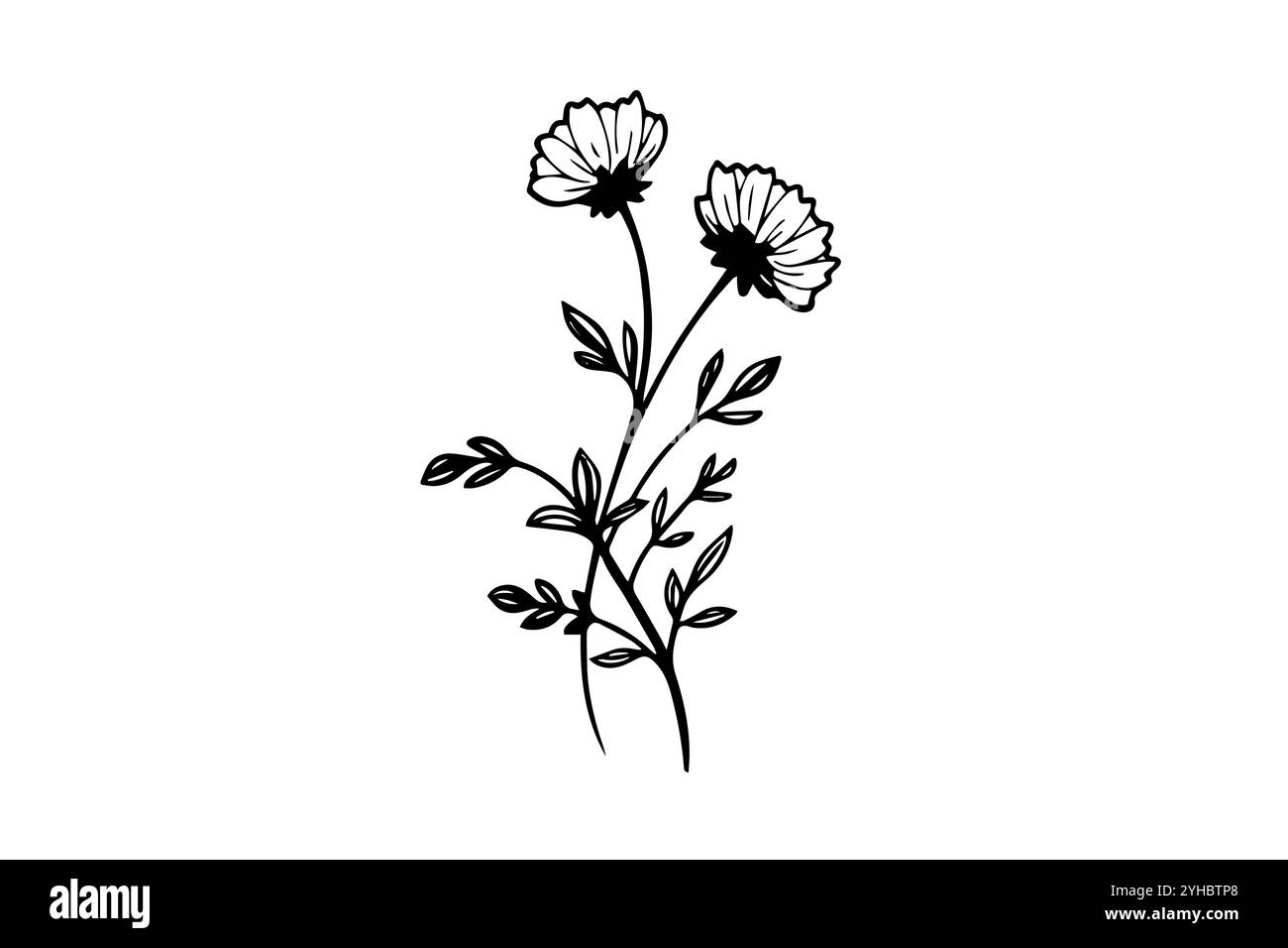 Hand drawn ink sketch of meadow wild flower. Engraved style vector ...