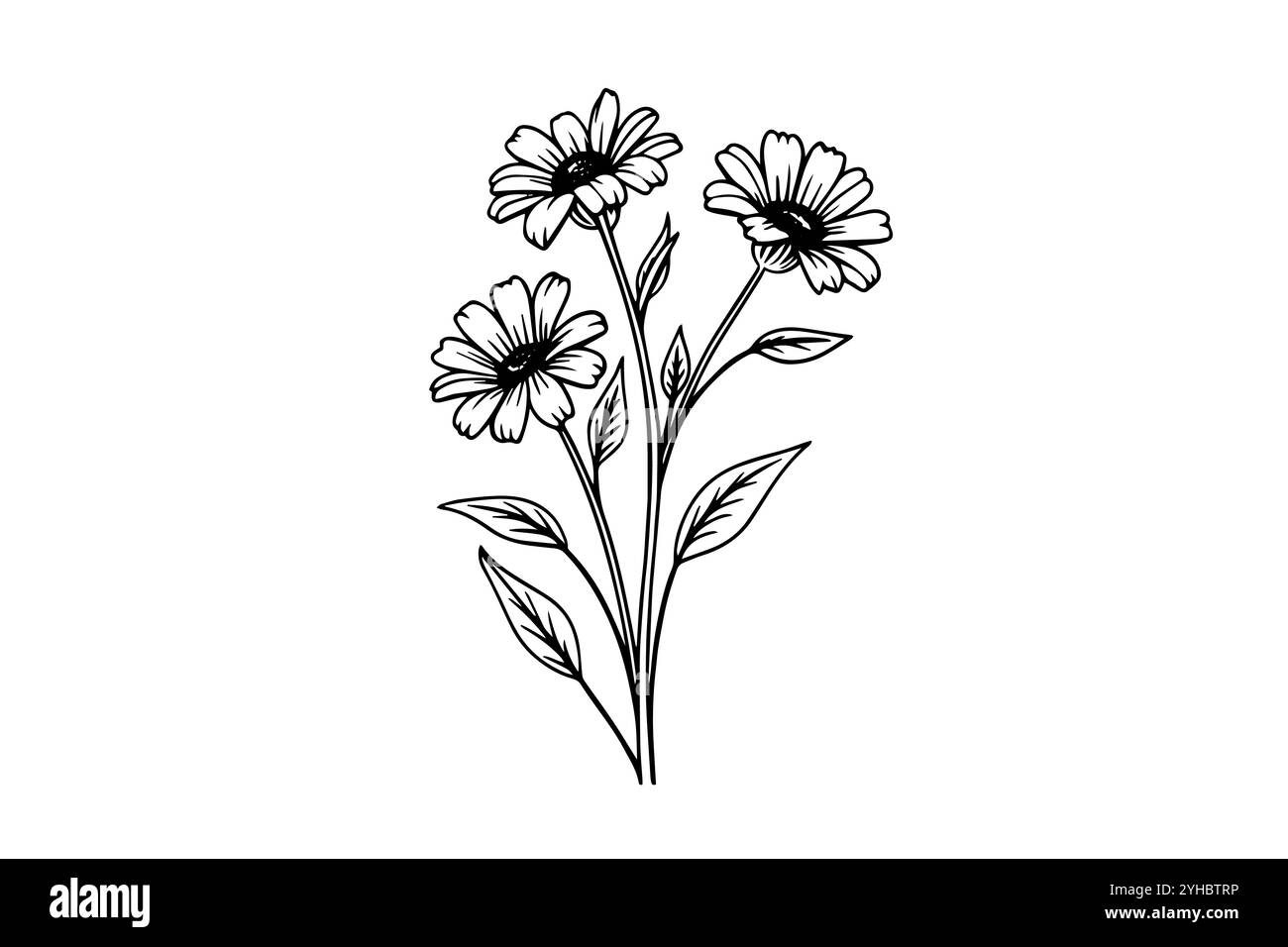 Hand drawn ink sketch of meadow wild flower. Engraved style vector ...
