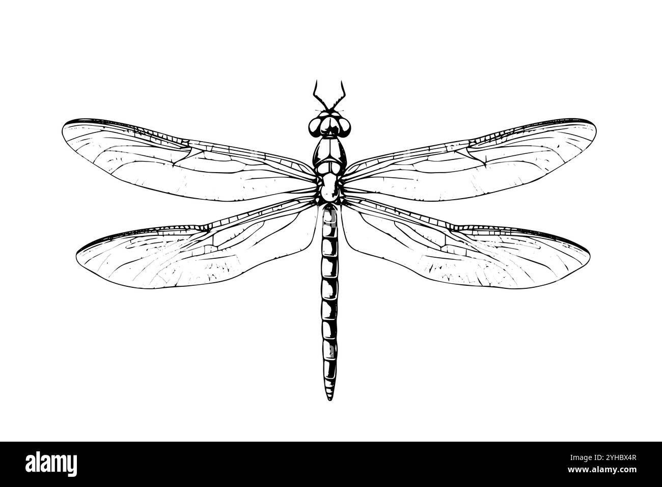 Dragonfly hand drawn ink sketch. Engraved style vector illustration ...