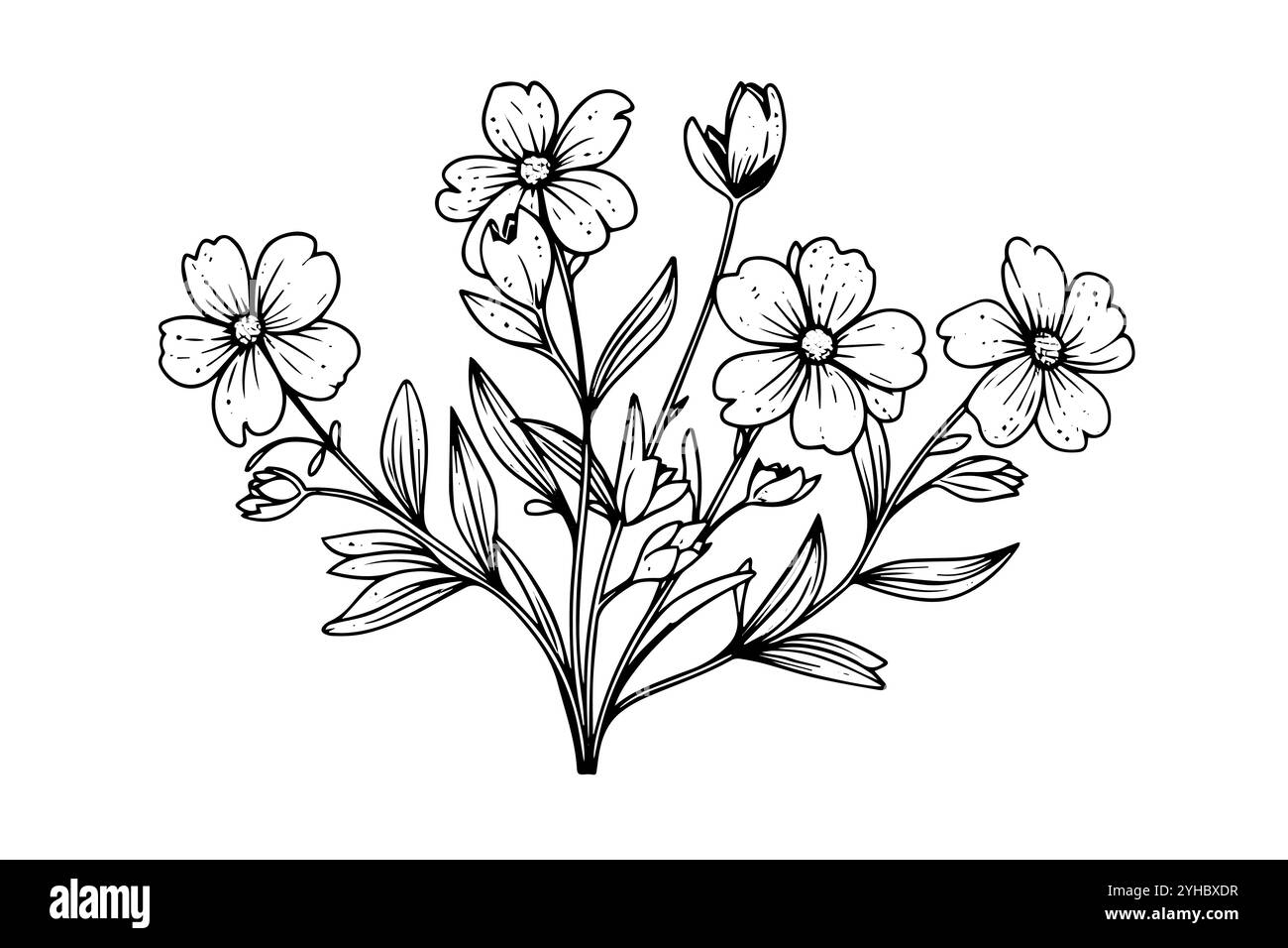 Hand drawn ink sketch of meadow wild flower. Engraved style vector ...