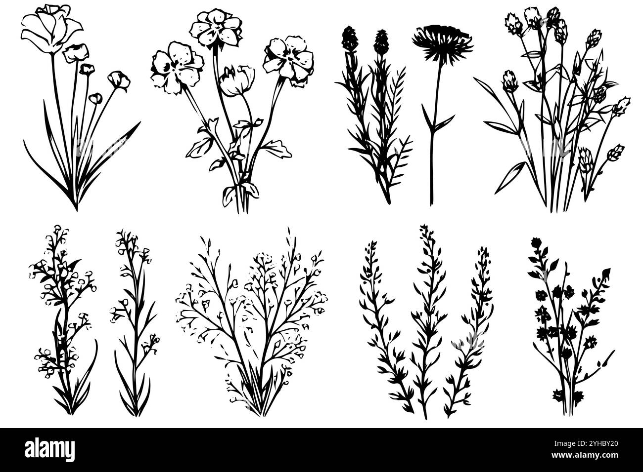 Hand drawn ink sketch of meadow wild flower set. Engraved style vector ...