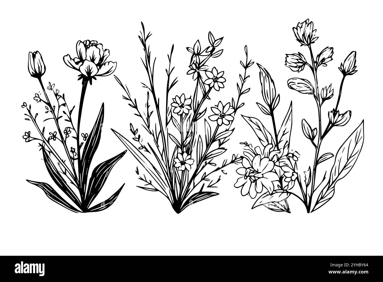 Hand drawn ink sketch of meadow wild flower set. Engraved style vector ...