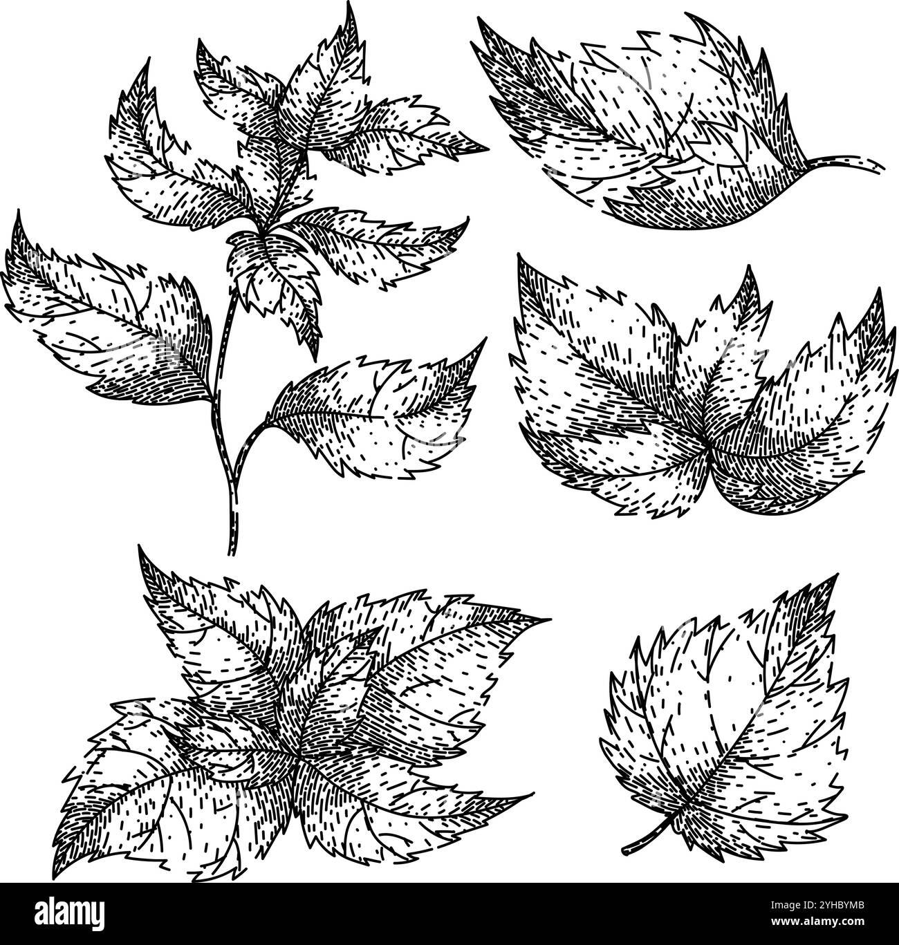 nettle set sketch hand drawn vector Stock Vector Image & Art - Alamy
