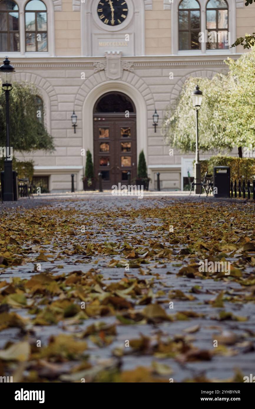 Stockholm autumn tree leaves hi-res stock photography and images - Alamy