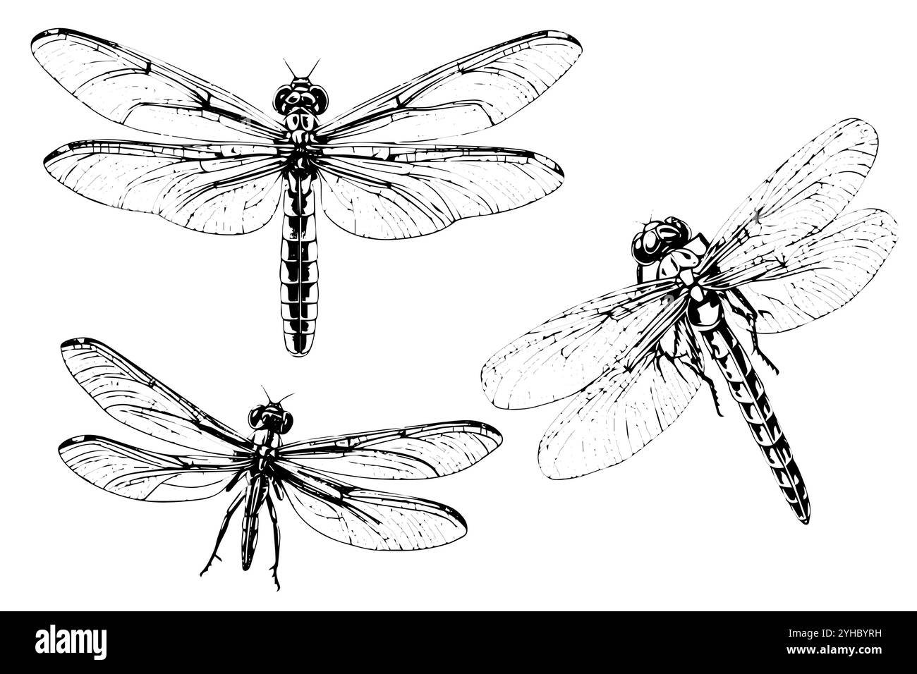 Dragonfly hand drawn ink sketch. Engraved style vector illustration ...