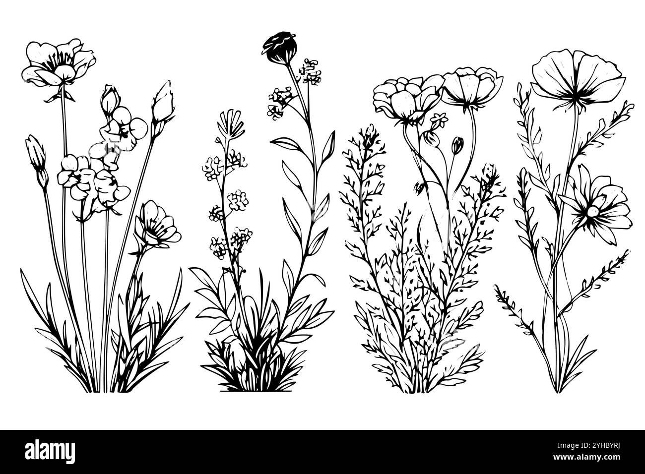Hand drawn ink sketch of meadow wild flower set. Engraved style vector ...