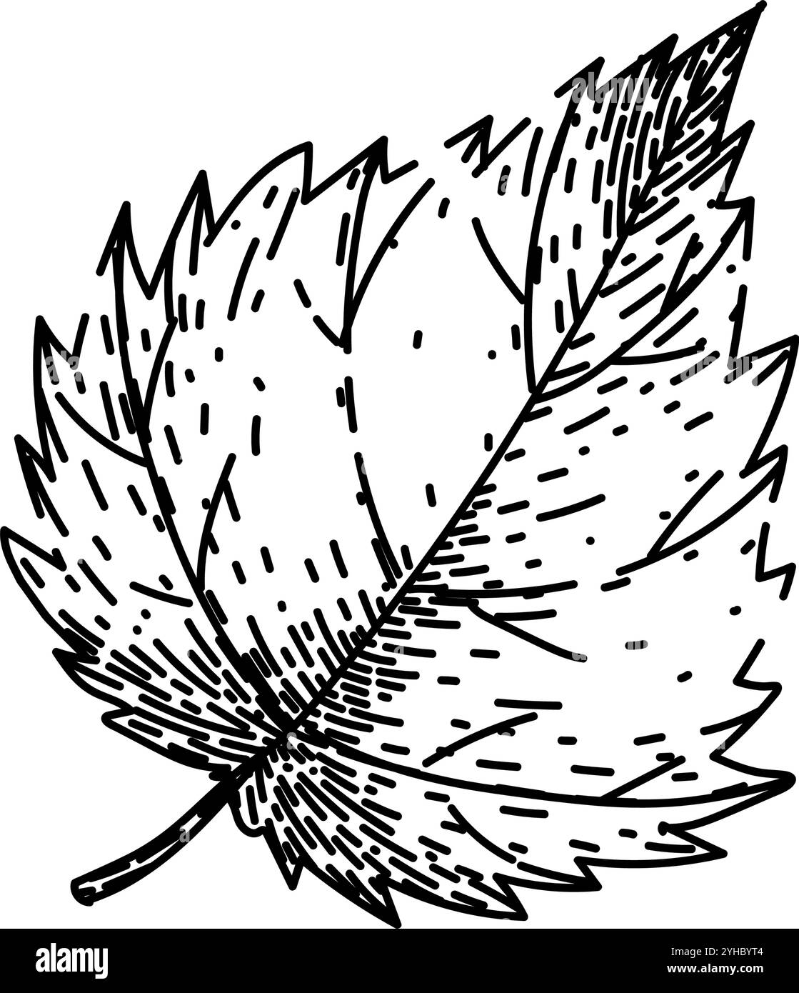 vintage nettle sketch hand drawn vector Stock Vector Image & Art - Alamy
