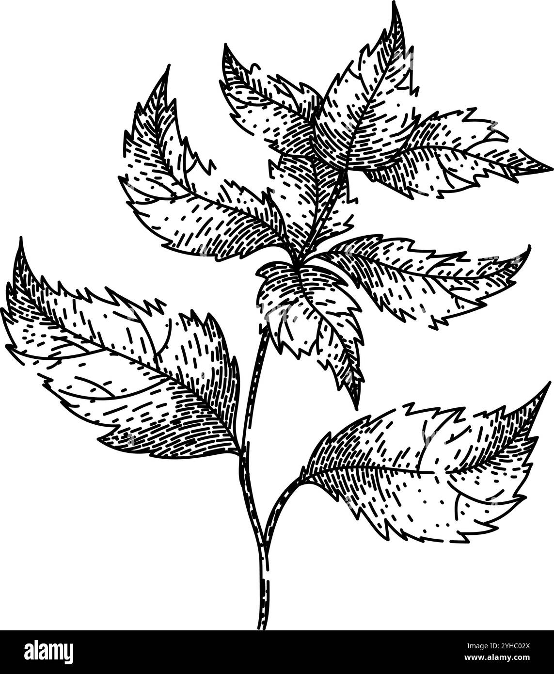 retro nettle sketch hand drawn vector Stock Vector Image & Art - Alamy