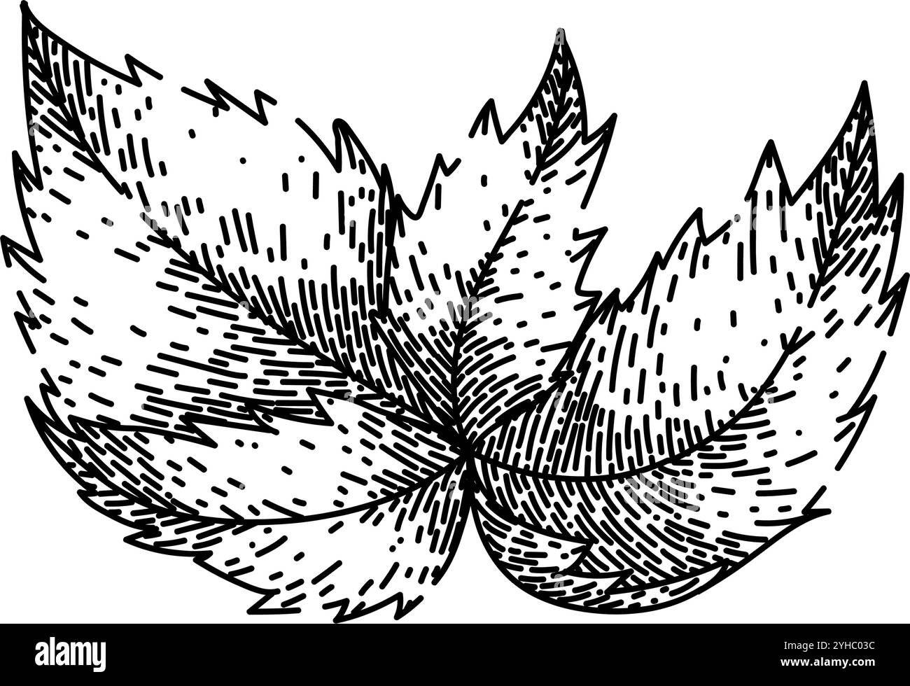antique nettle sketch hand drawn vector Stock Vector Image & Art - Alamy