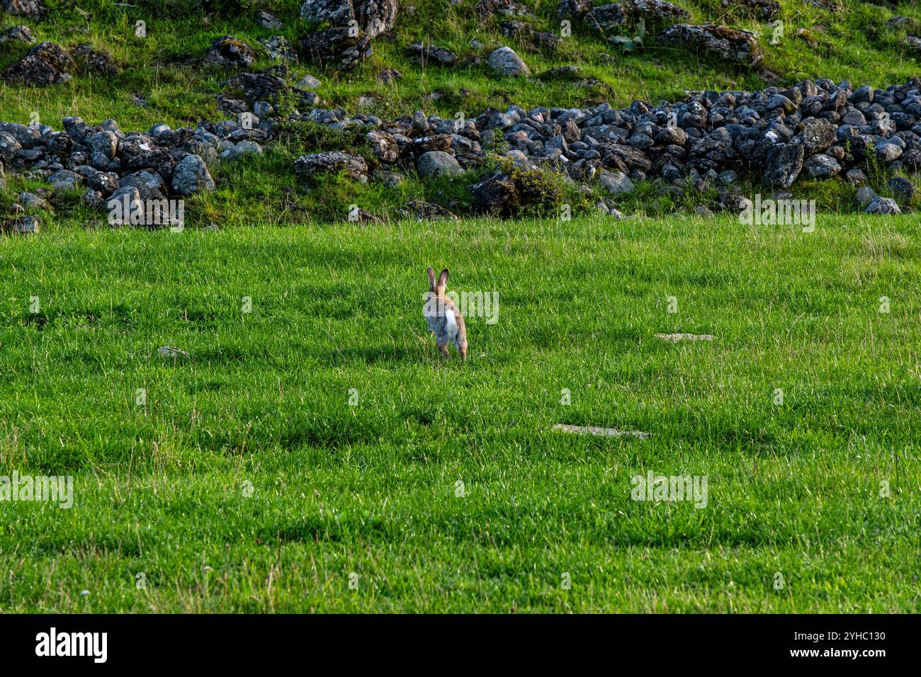 Leaping rabbit hi-res stock photography and images - Alamy