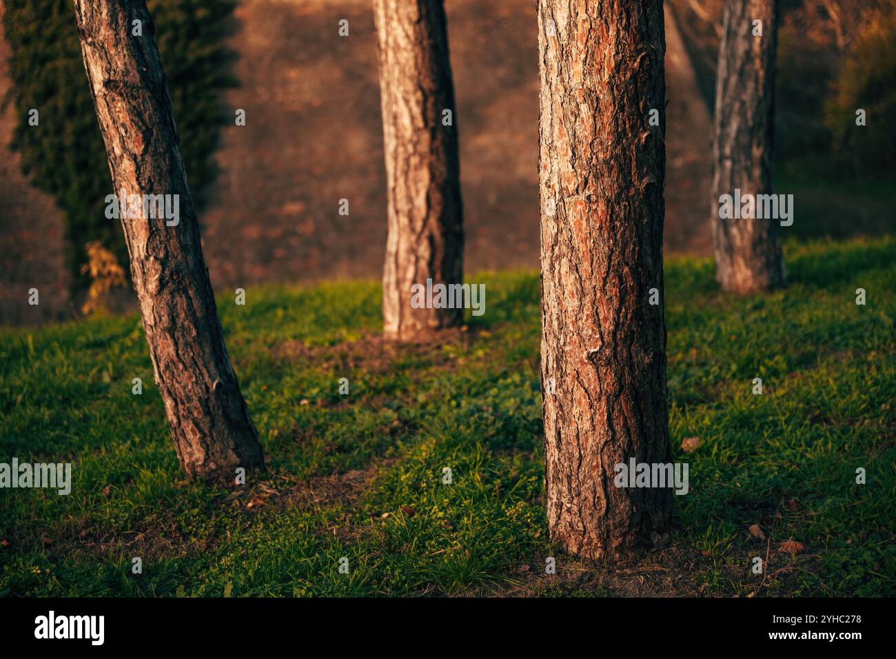 Tree skin hi-res stock photography and images - Alamy