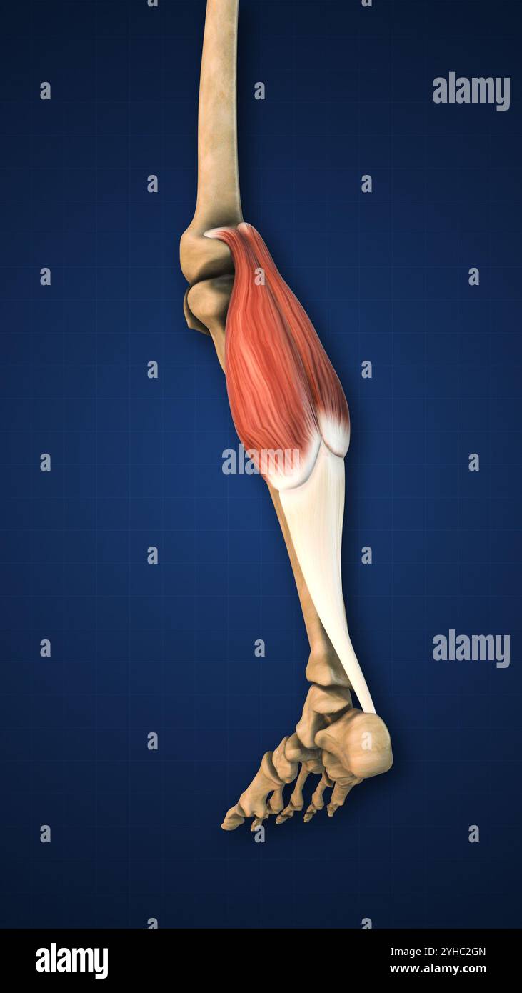 Highlighted Gastrocnemius Muscle with Lower Limb Stock Photo - Alamy