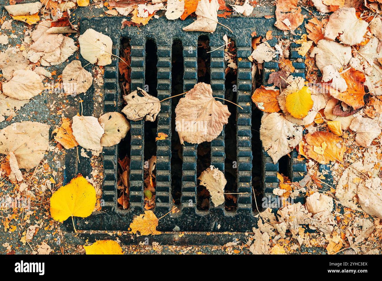 Dry autumn leaves covering storm drain grate, top view Stock Photo - Alamy