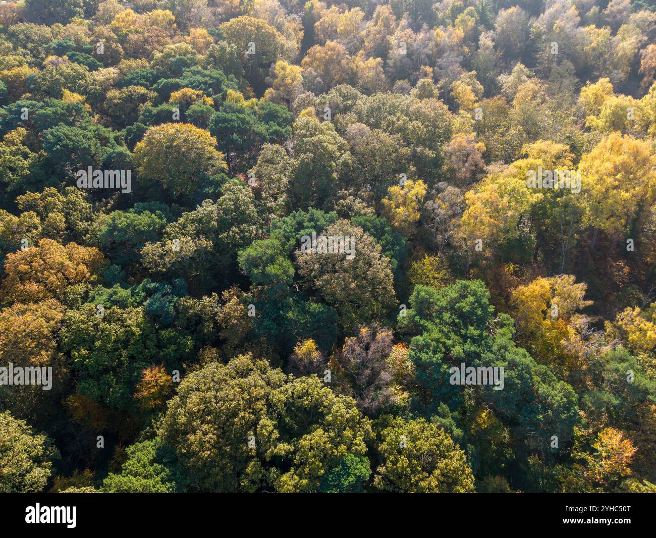 Aerial view of deciduous trees in an English woodland at Raby Mere ...