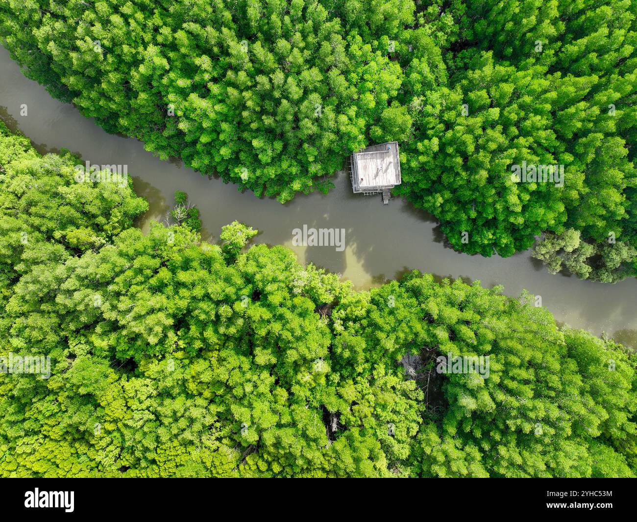 Aerial view green mangrove forest. Natural carbon sinks. Mangroves ...