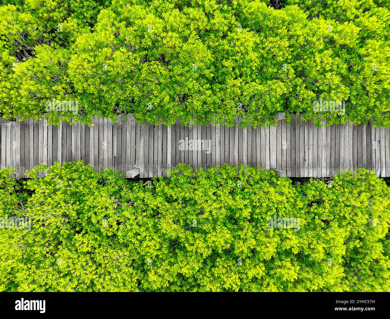Aerial view lush green mangrove forest. Wooden bridges for natural ...