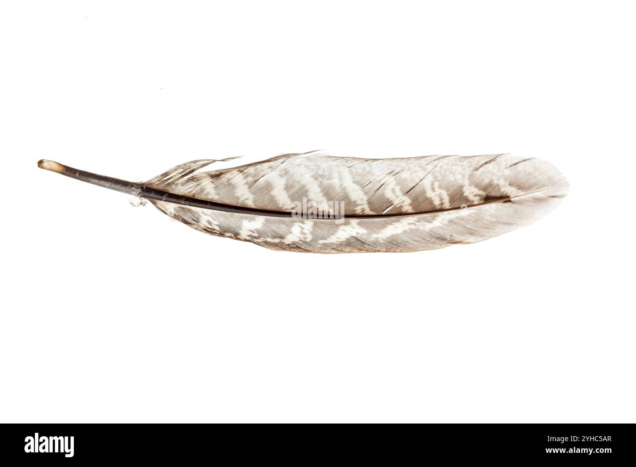 bird feather isolated on white background Stock Photo - Alamy