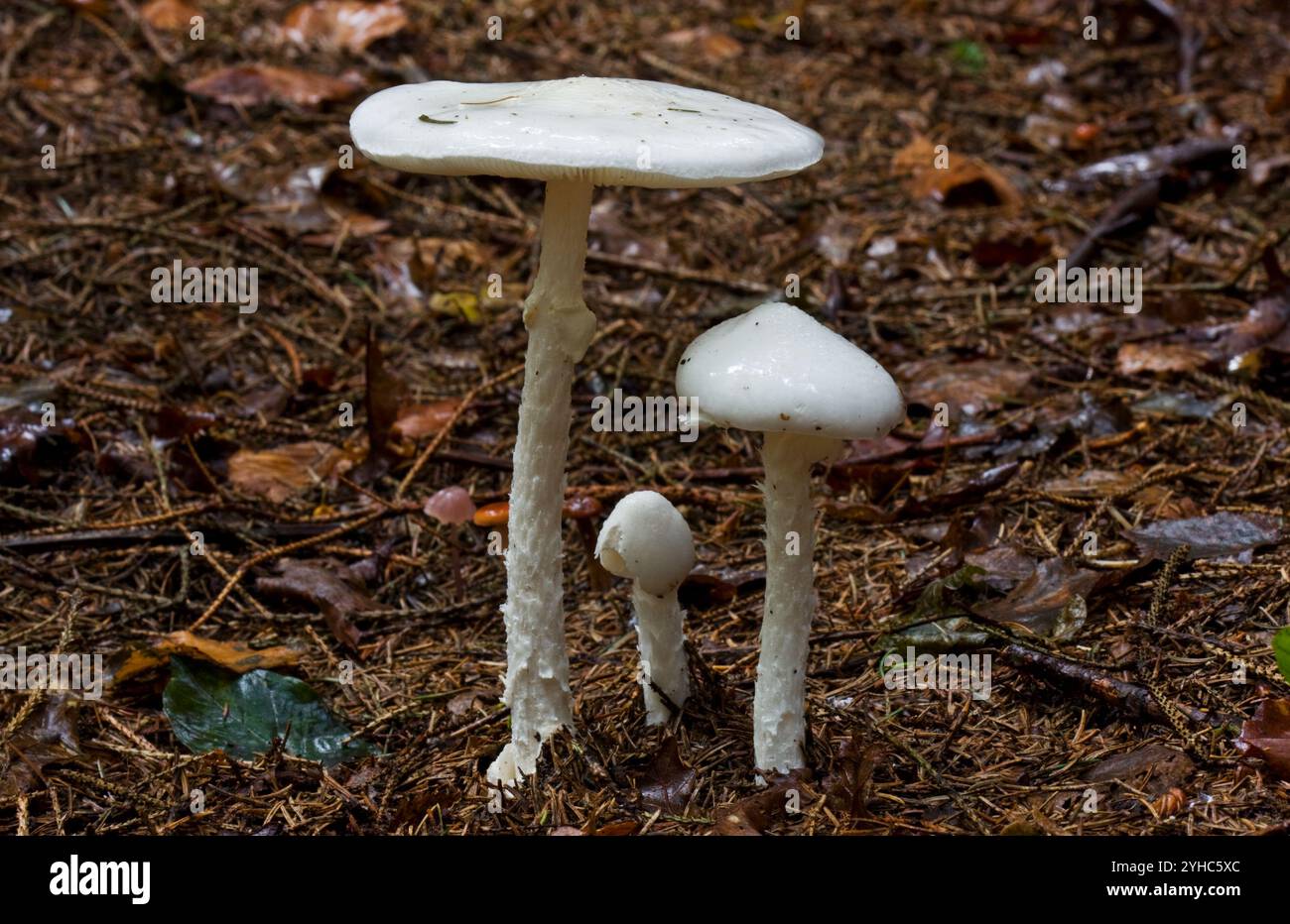 Death cap poisonous hi-res stock photography and images - Alamy