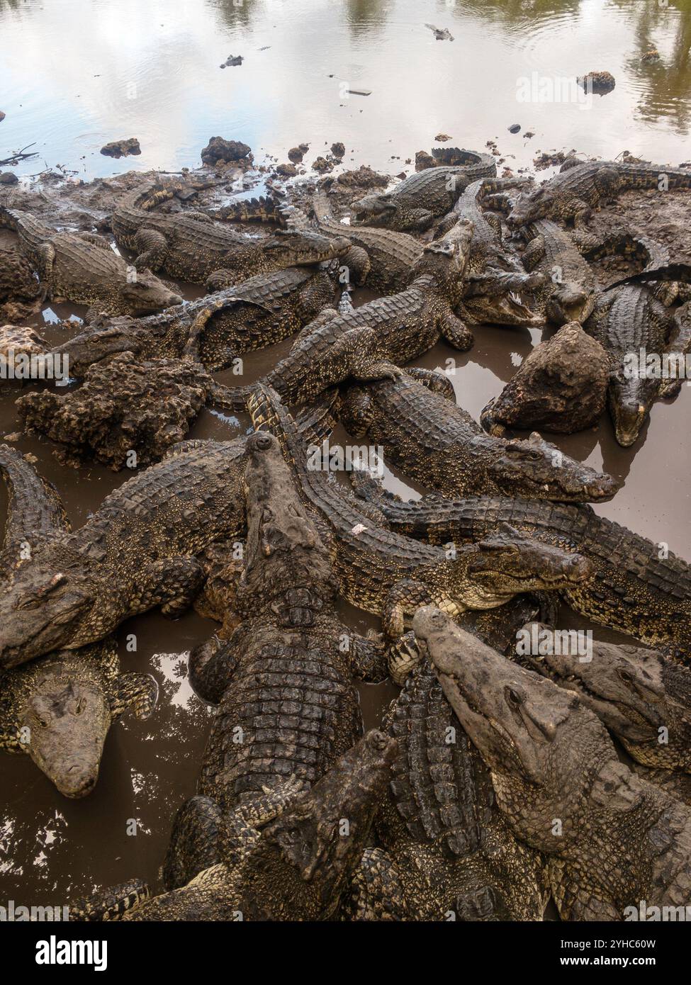 Many Cuban crocodiles (Crocodylus rhombifer) in a muddy water, vertical ...