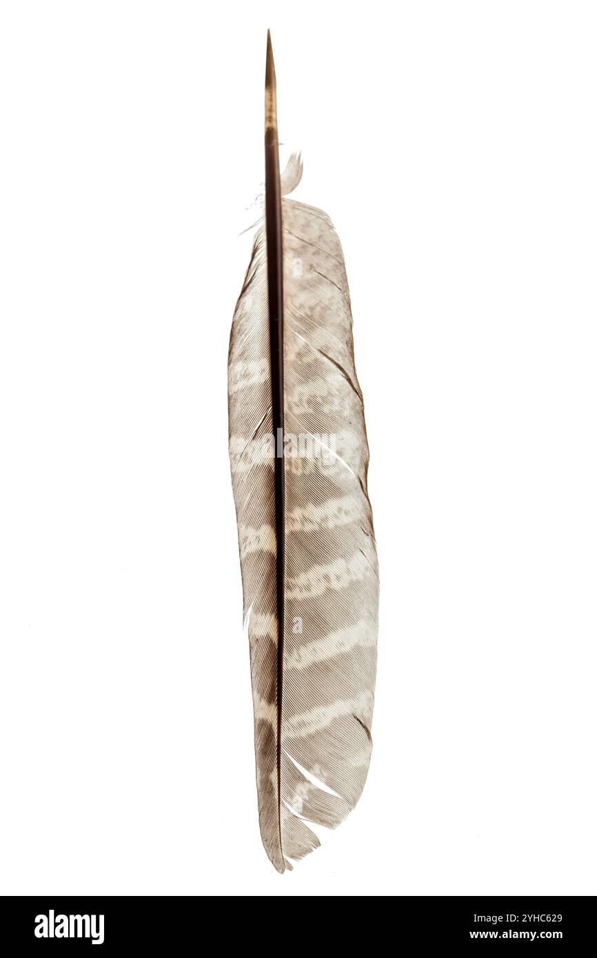 bird feather isolated on white background Stock Photo - Alamy
