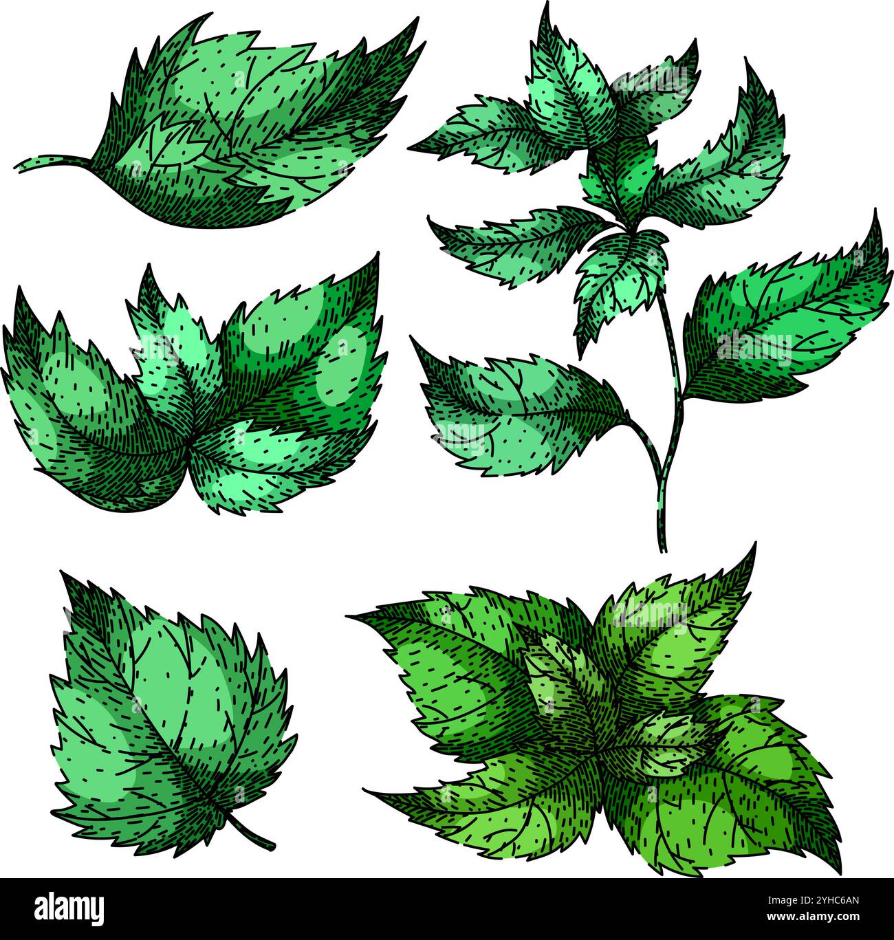 nettle set sketch hand drawn vector Stock Vector Image & Art - Alamy