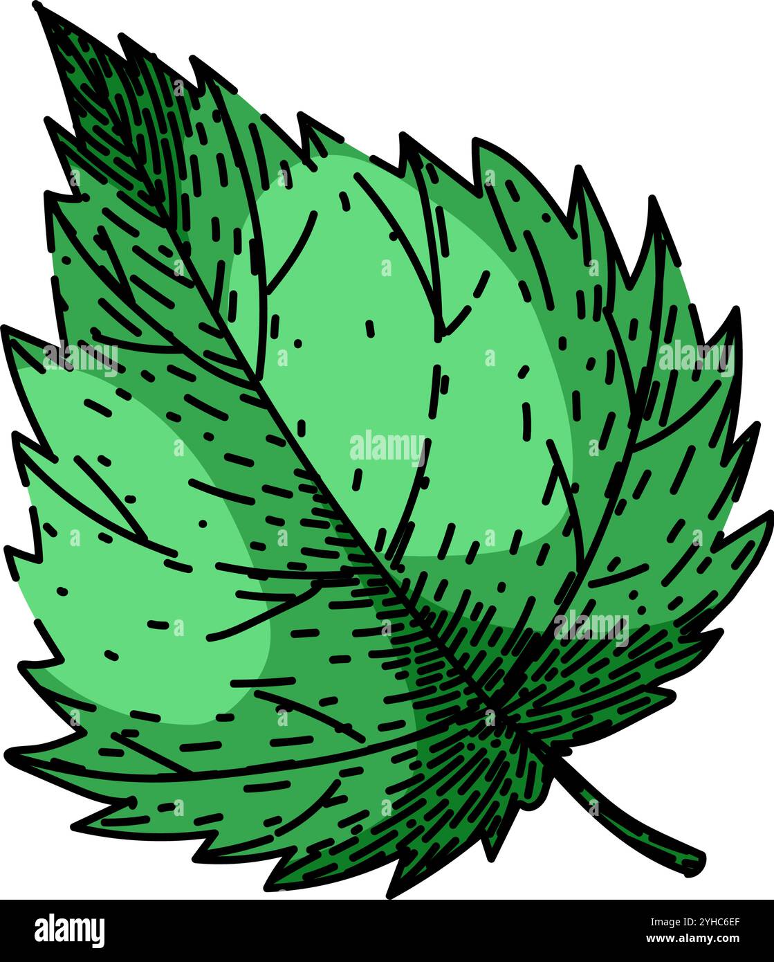 vintage nettle sketch hand drawn vector Stock Vector Image & Art - Alamy