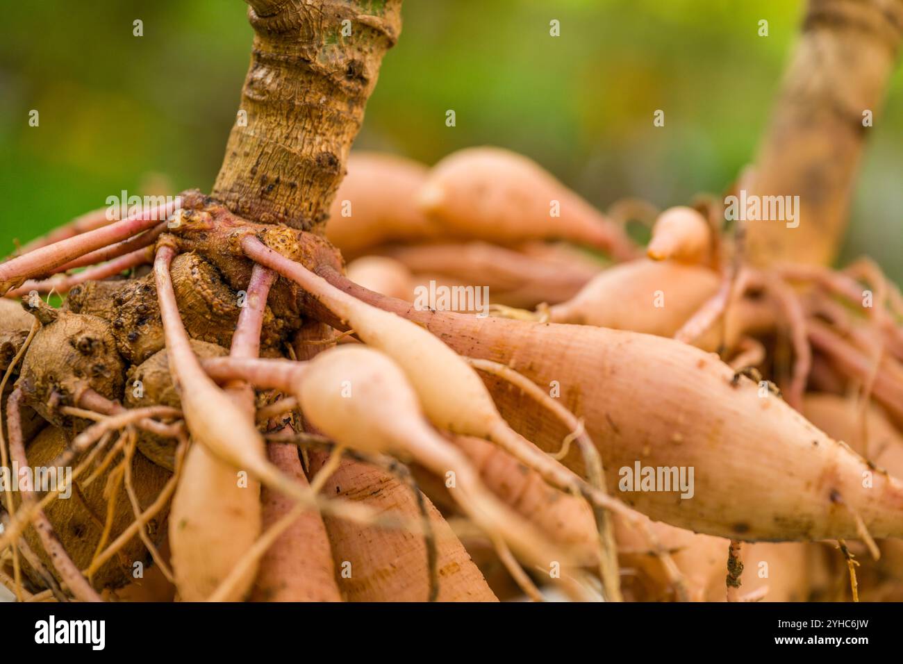 Dahlia tuber with viable eye, growth point close up. Lifted and washed ...