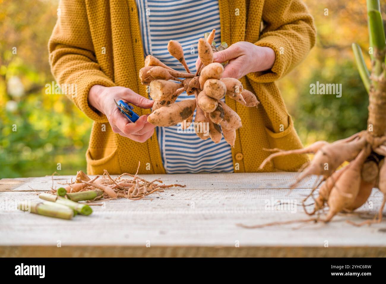 Female gardener dividing dahlias. Freshly lifted and washed clumps of ...