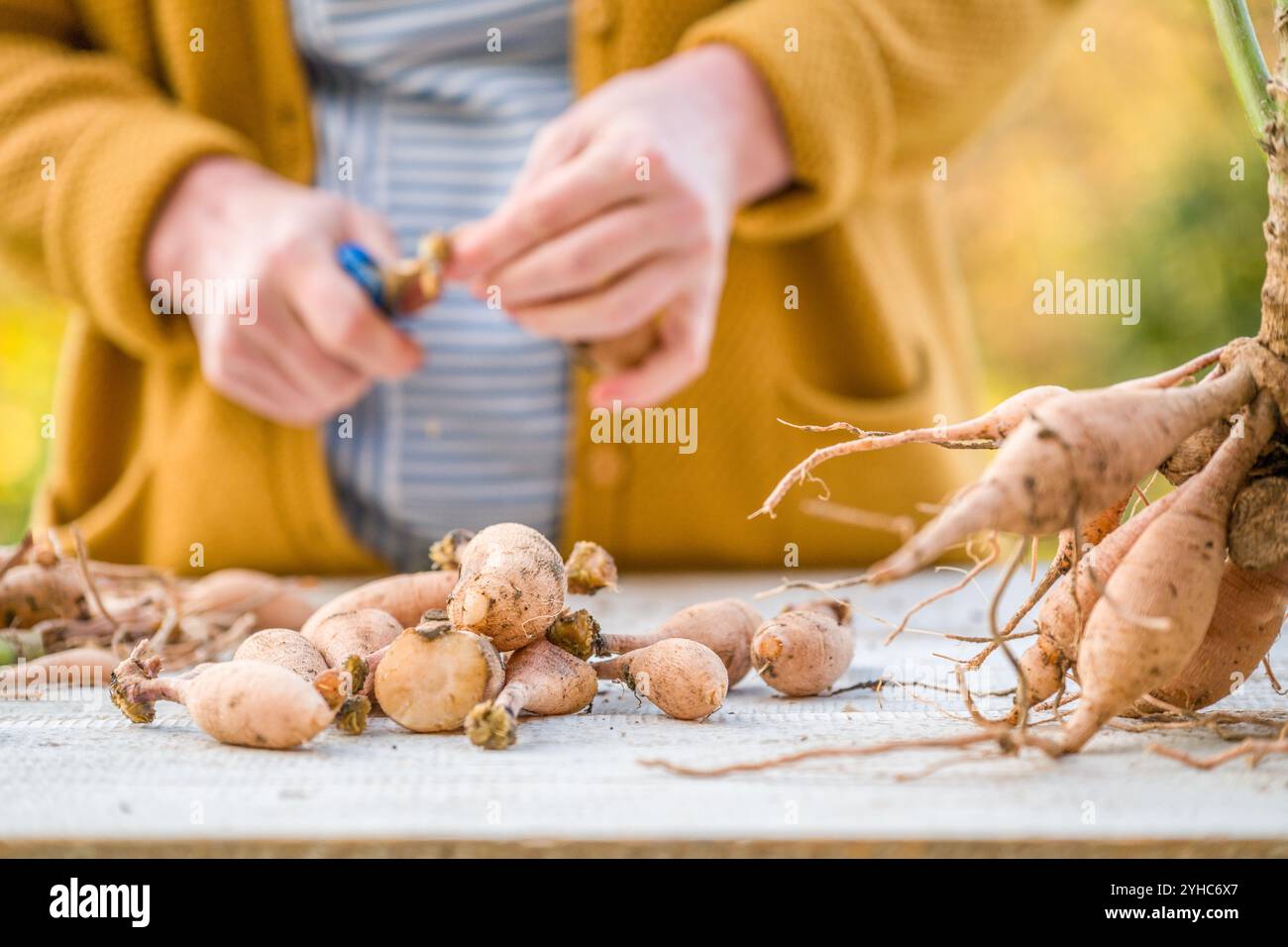 Female gardener dividing dahlias. Freshly lifted and washed clumps of ...