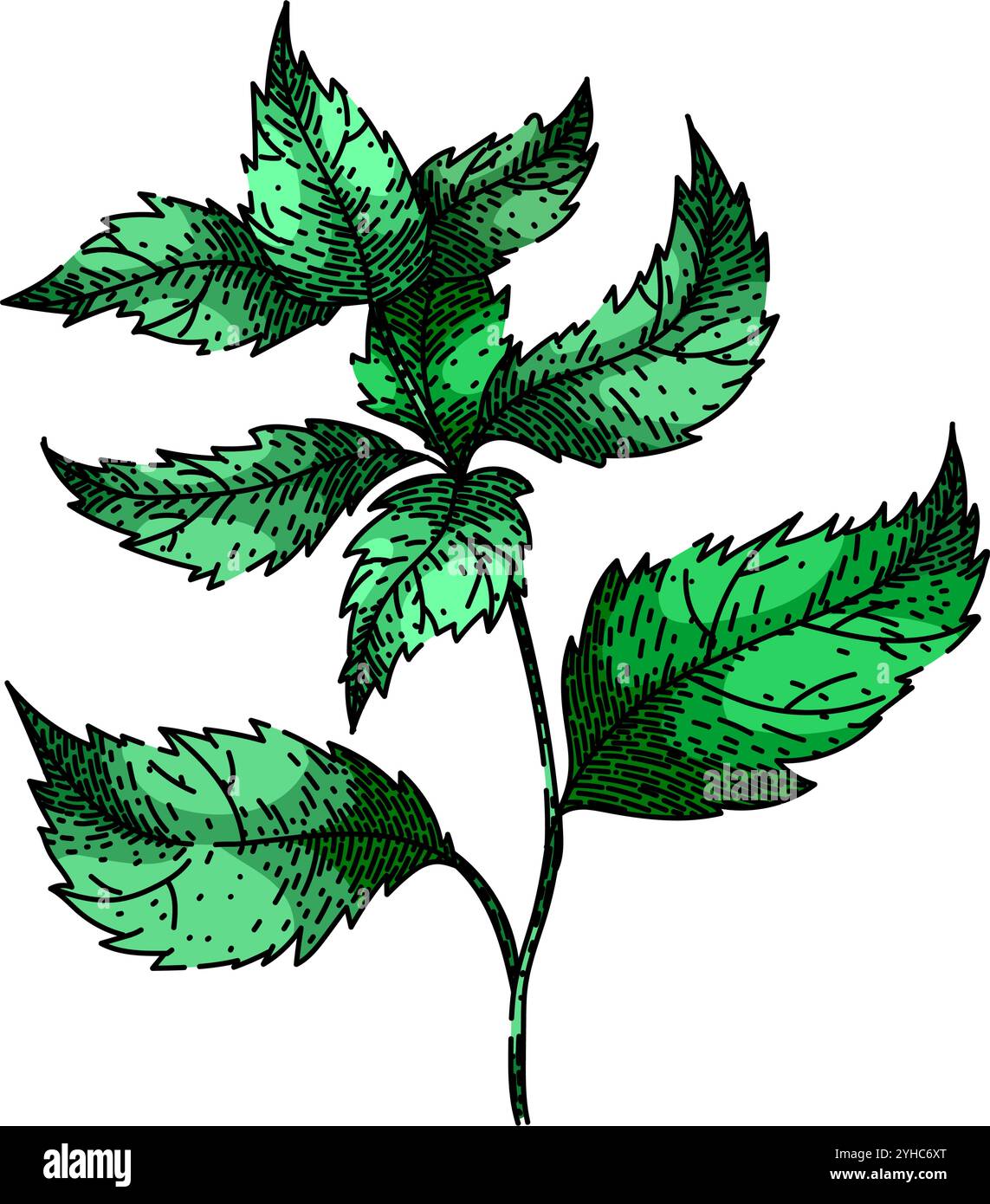 retro nettle sketch hand drawn vector Stock Vector Image & Art - Alamy