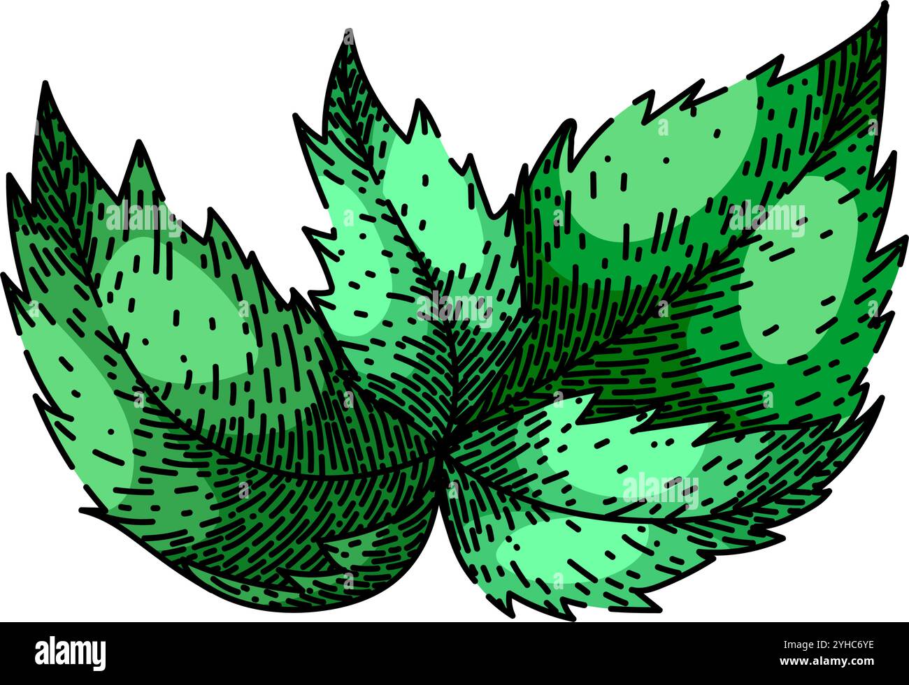 antique nettle sketch hand drawn vector Stock Vector Image & Art - Alamy